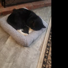 Kitty City Square Cat Bed & Reviews | Wayfair