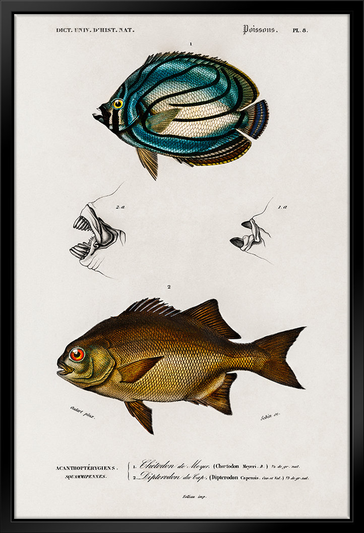 ATX Art Group LLC Natural History - Different Types Of Fish 5 by ...