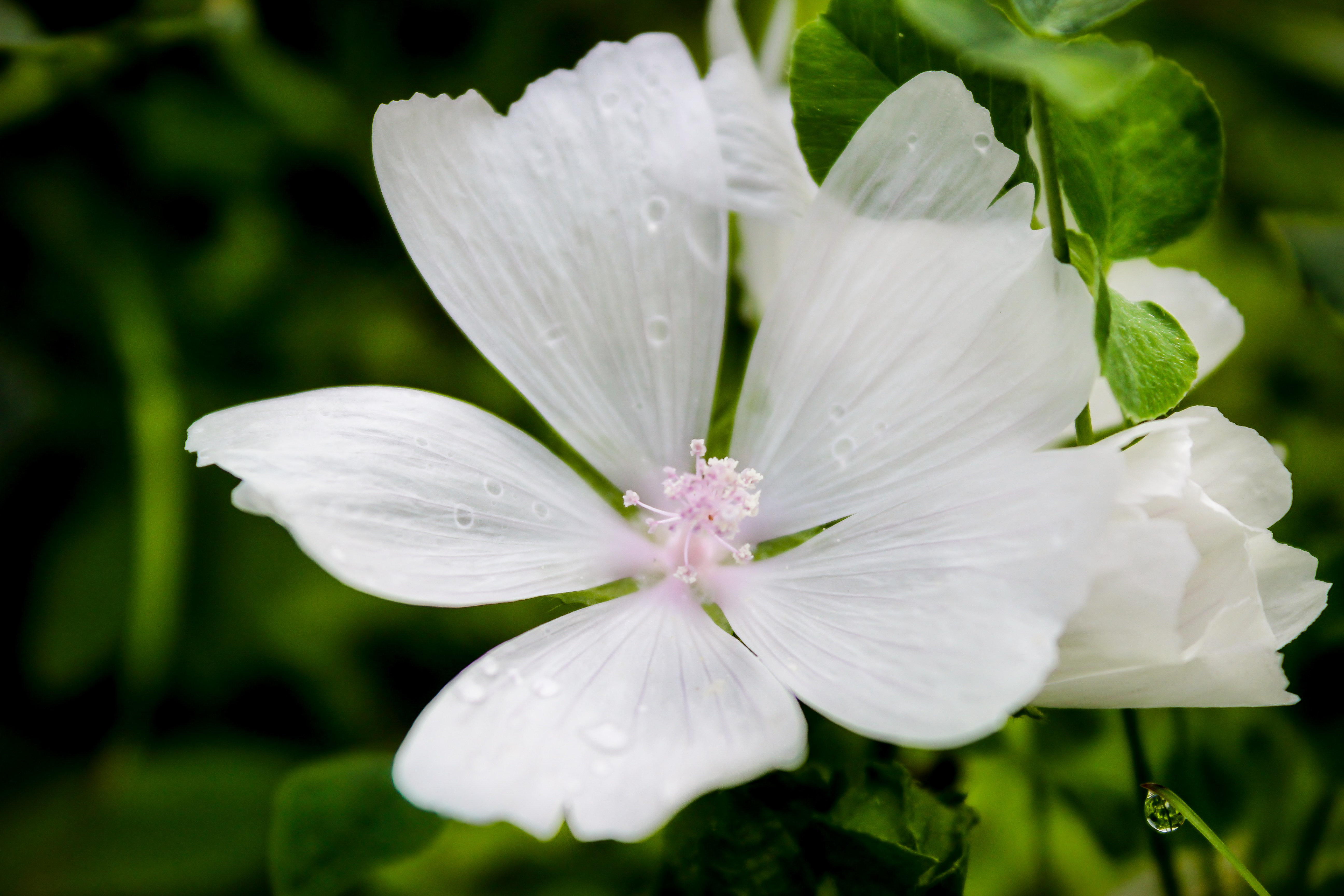Hokku Designs White Musk Mallow | Wayfair