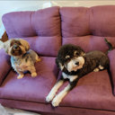 Lark Manor Kenn 62.5" Pillow Top Arm Loveseat & Reviews | Wayfair