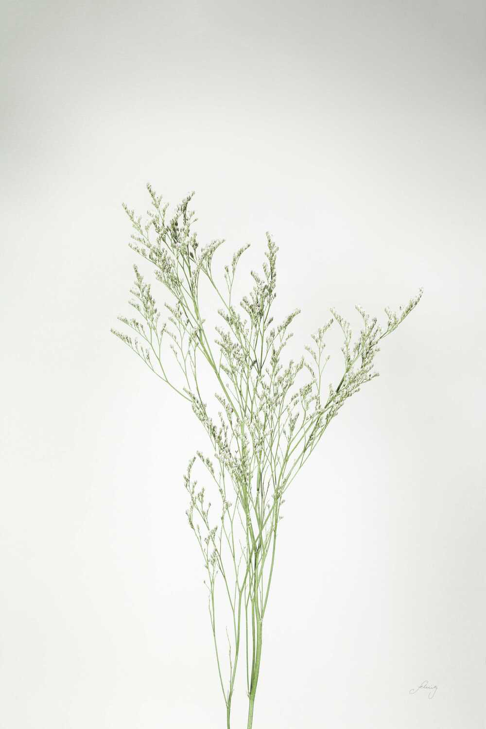 Red Barrel Studio® Simple Stems VII On Canvas by Felicity Bradley ...