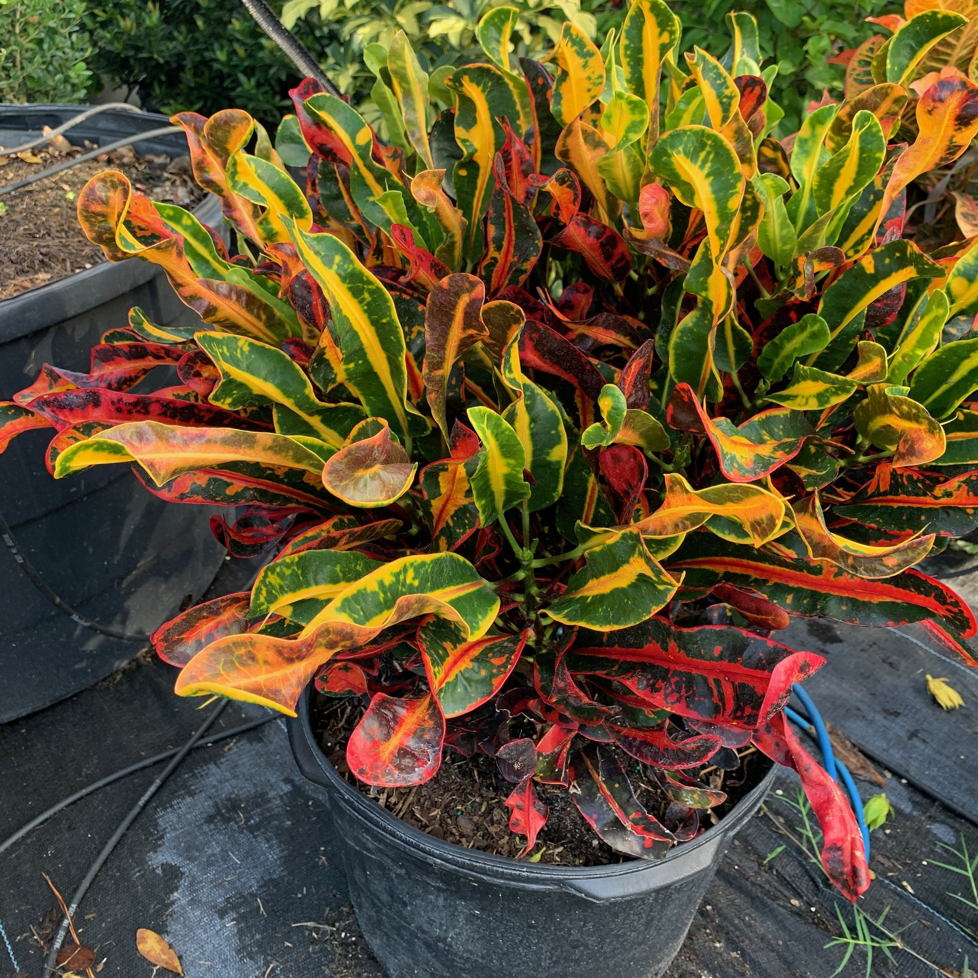 Onlineplantcenter Live Foliage Plant in Pot | Wayfair