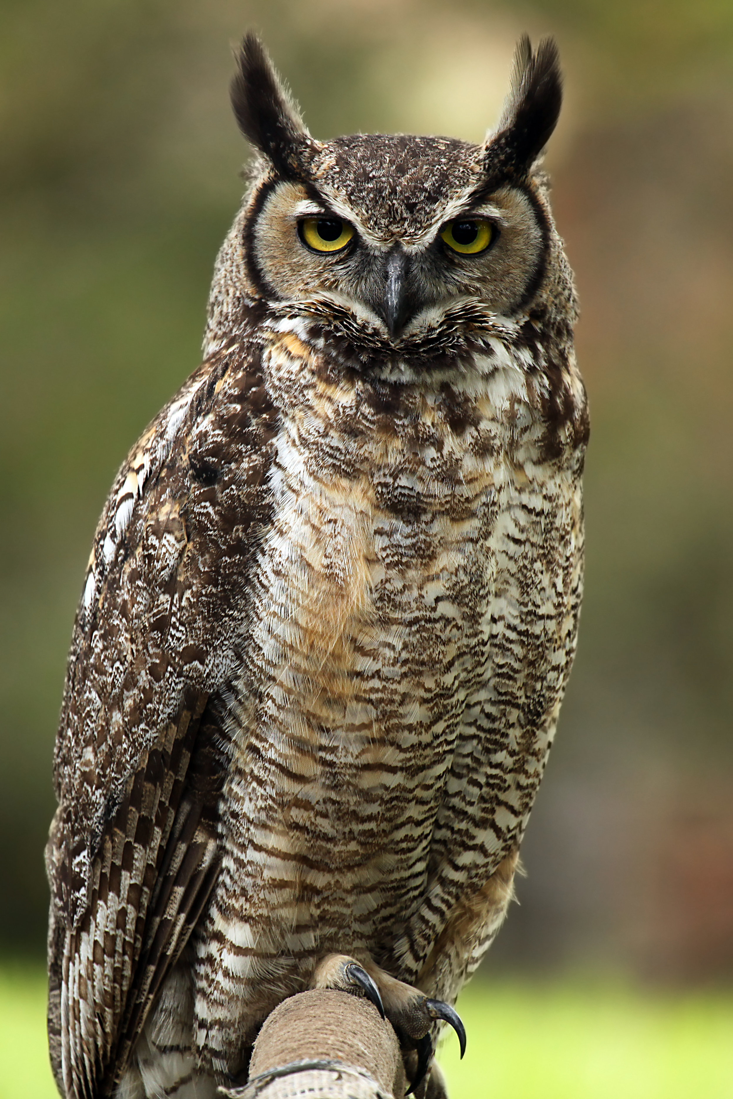 Millwood Pines An Owl With A Stoic Look On It's Face by - Wrapped ...
