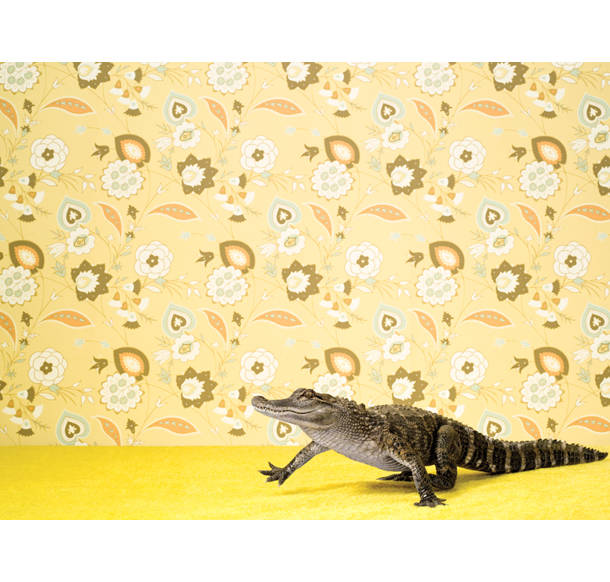 Advanced Graphics American Alligator Cardboard Stand-Up & Reviews | Wayfair
