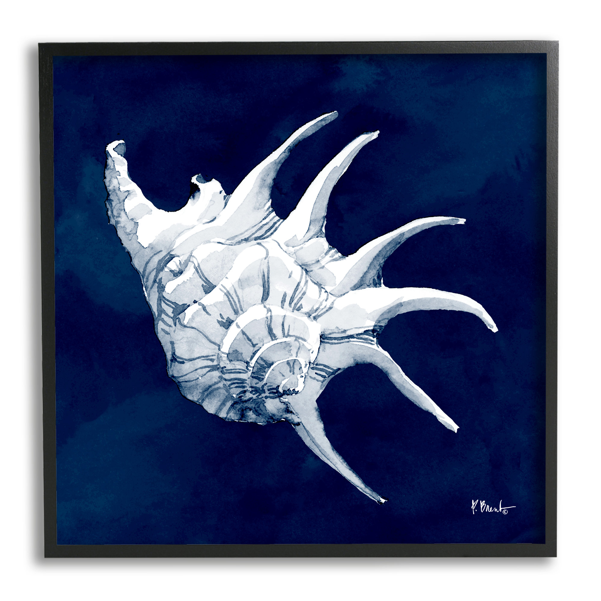 Highland Dunes Cyanotype Shells Traditional Conch by Paul Brent ...