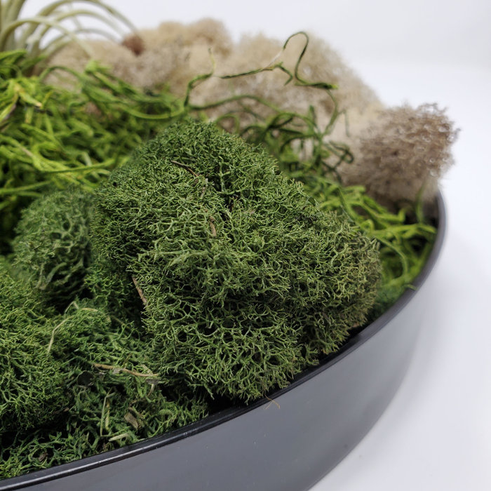 Syndicate Sales Tray & Reviews | Wayfair