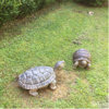 Hi-Line Gift Ltd. Turtle Statue & Reviews | Wayfair