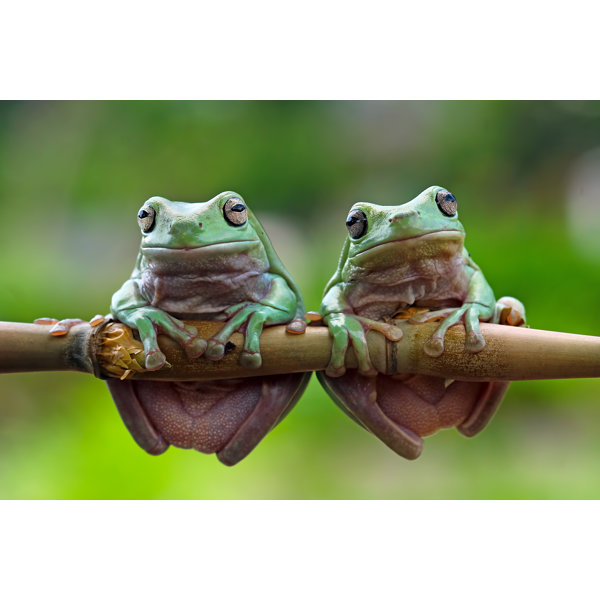Ebern Designs Tree Frogs - Wrapped Canvas Photograph | Wayfair