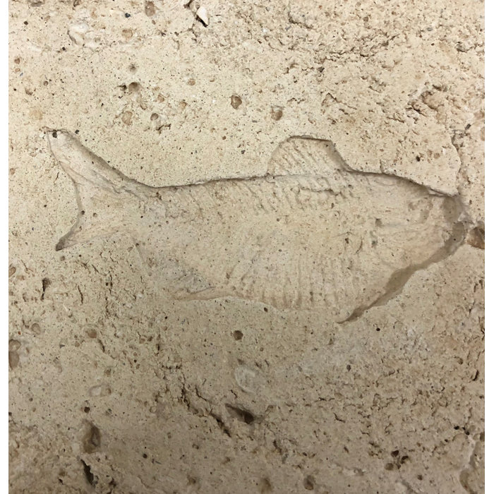 Matrix-Z 6" x 6" Cement Whole Fish Fossil Impression Decorative Accent ...