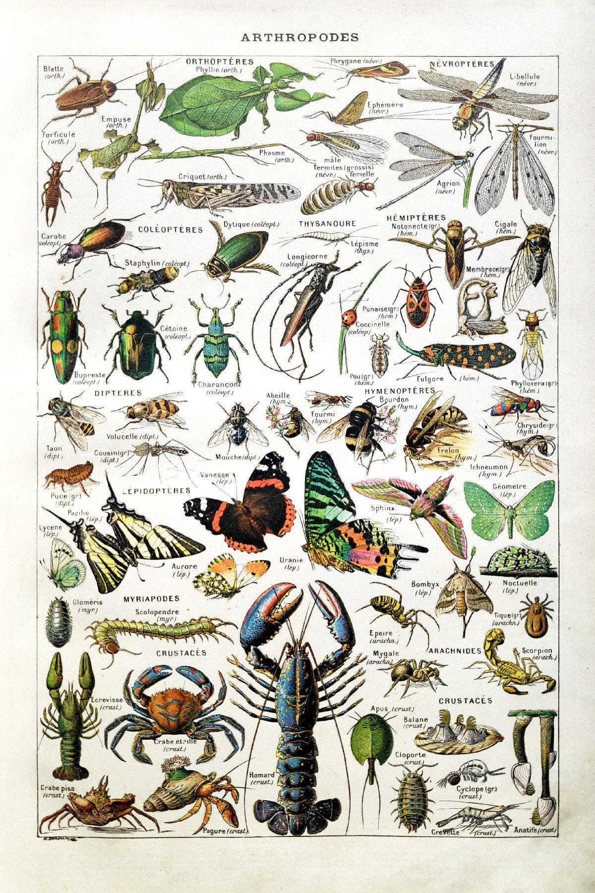 August Grove® Illustration About Arthropods by - Wrapped Canvas Graphic ...