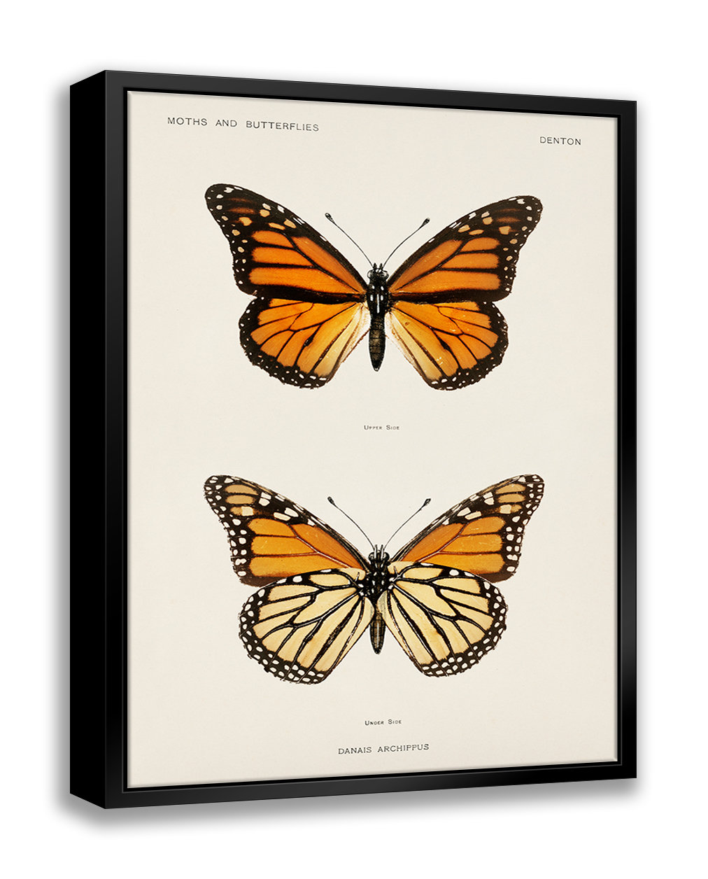 Gracie Oaks Monarch Butterfly Vintage by Stanley Print House - Floater ...