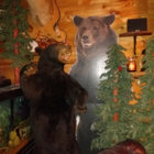 Advanced Graphics Brown Bear Cardboard Stand-Up & Reviews | Wayfair