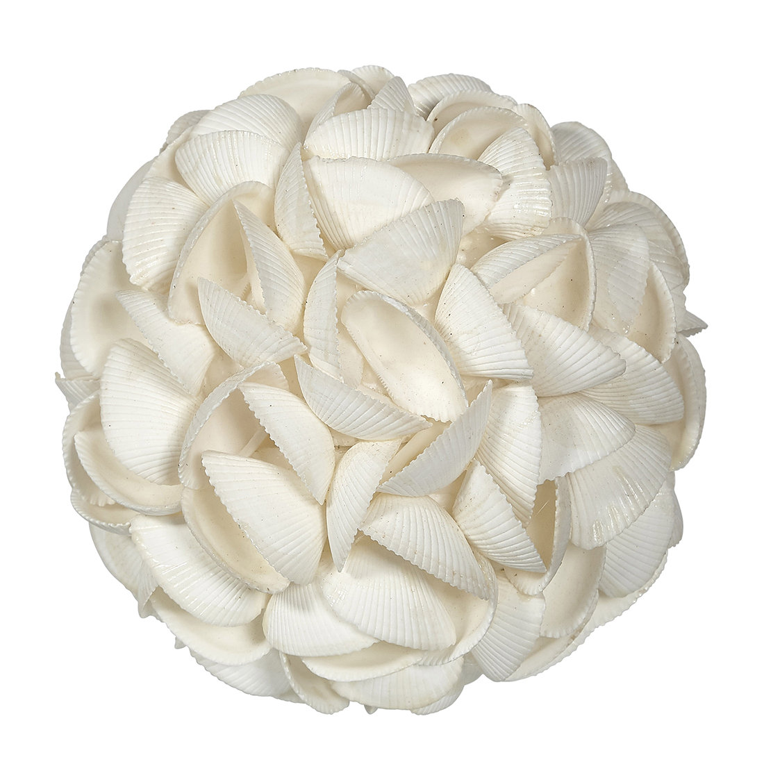 Highland Dunes Aldana Natural Ark Shell Orb Sculpture | Wayfair