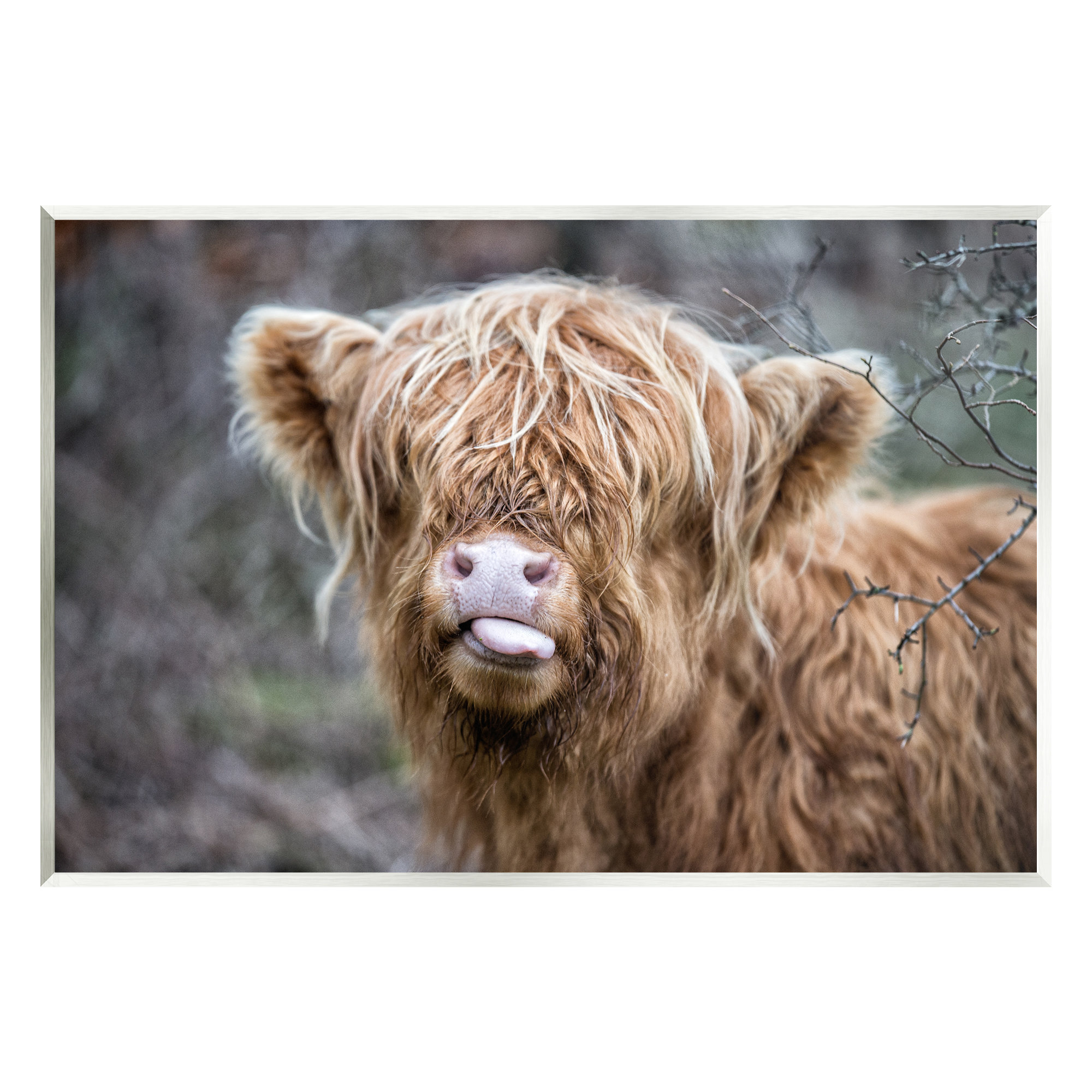 Stupell Industries Baby Highland Calf Cattle Licking Lips Country ...