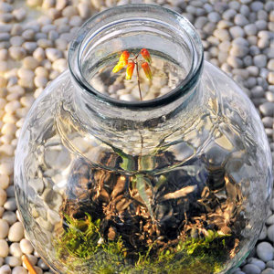 Gracie Oaks Sphere Storage Jar & Reviews | Wayfair