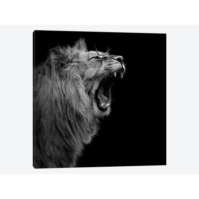 Bless international Lion I On Paper by Lukas Holas Photograph & Reviews ...