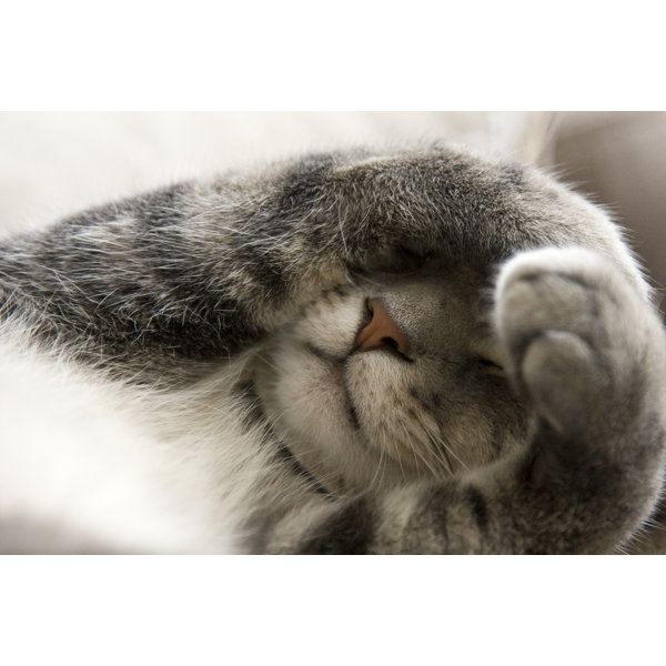 Ebern Designs Shy Cat With Paws Over Face - Wrapped Canvas Photograph ...