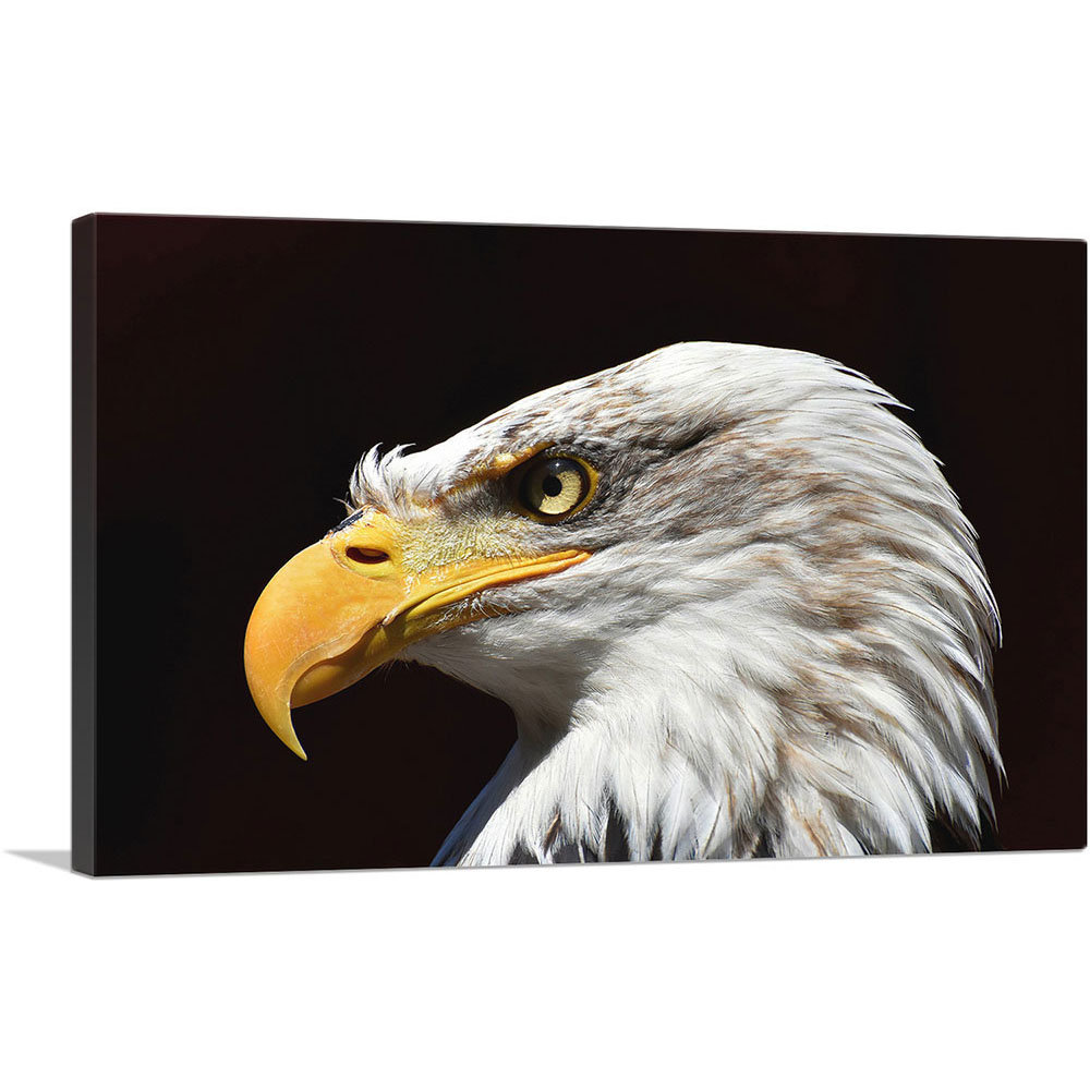 ARTCANVAS Bald Eagle Portrait - Wrapped Canvas Photograph | Wayfair