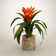 T&C Floral Company Tropical Bromeliad Centerpiece in Glass Jar ...