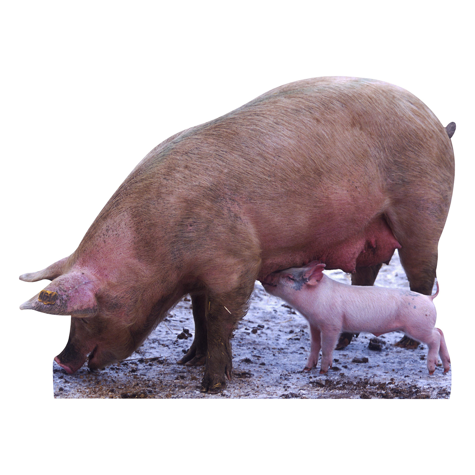 Star Cutouts Pig with Piglet Cardboard Standup | Wayfair