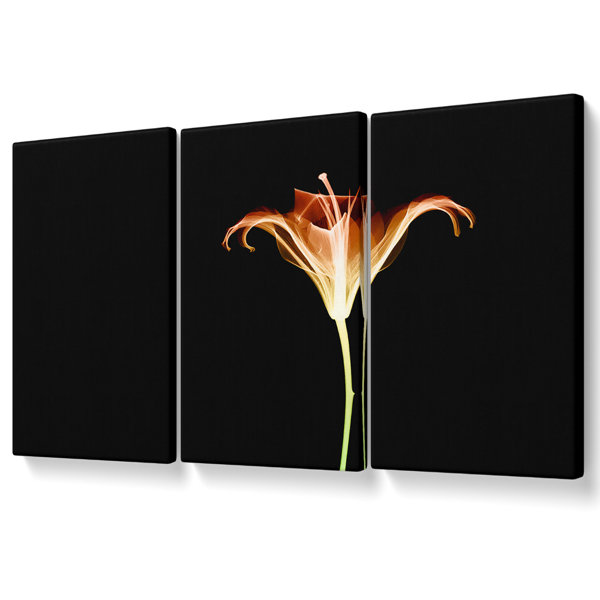 Ebern Designs X-Ray Orange - 3 Piece Wrapped Canvas Graphic Art ...