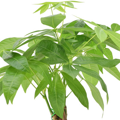 Arcadia Garden Products Money Tree In Grower Pot Live Money Tree Plant ...