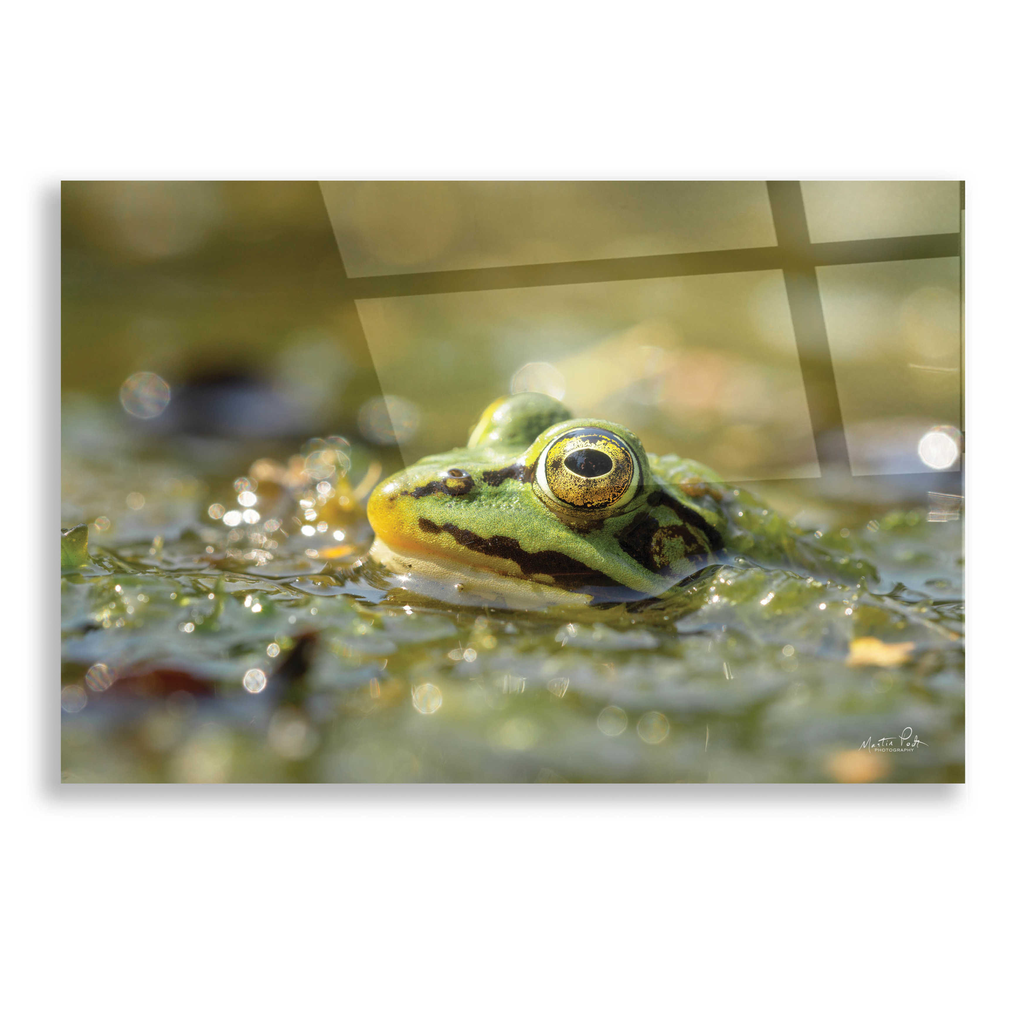 Latitude Run® Epic Art 'Frog' By Martin Podt, Acrylic Glass Wall Frog ...