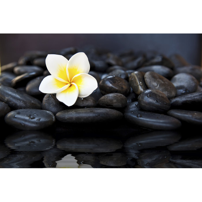 Exotic Pebbles & Glass Polished Pebbles & Reviews | Wayfair