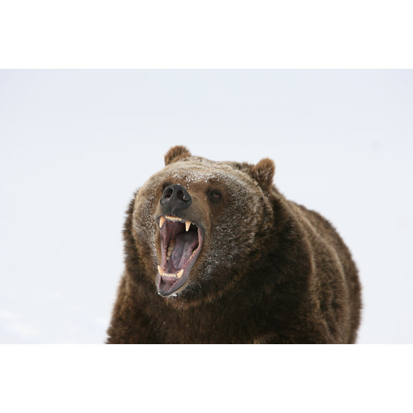 Millwood Pines Grizzly Bear Growling - Wrapped Canvas Photograph | Wayfair