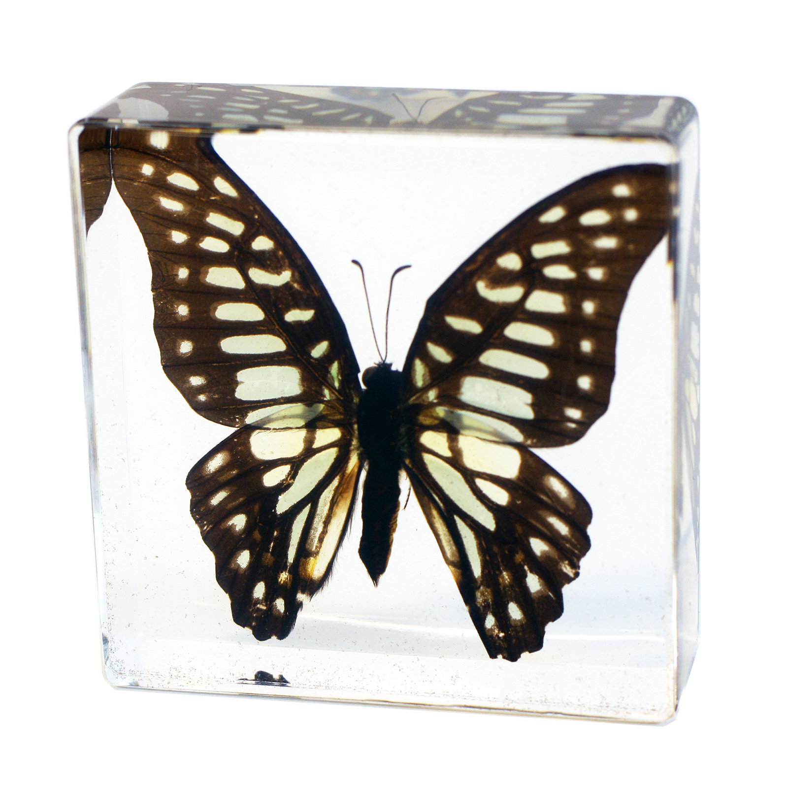 Rosalind Wheeler Quint Common Jay Butterfly Paperweight | Wayfair