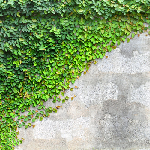 Hokku Designs The Green Creeper Plant - Wrapped Canvas Photograph | Wayfair