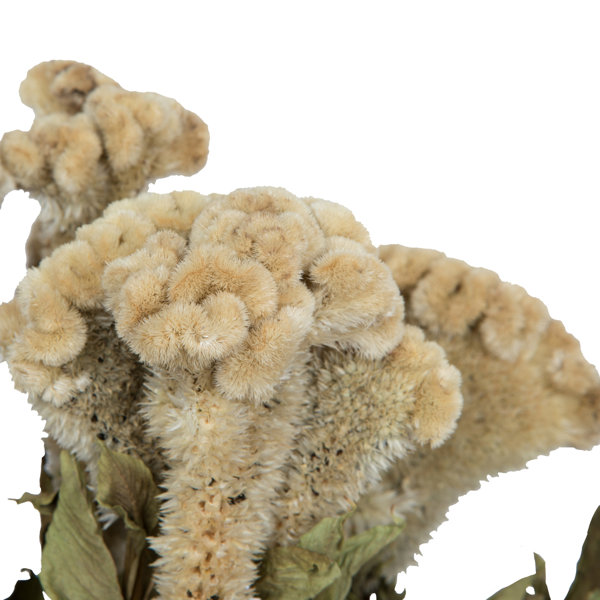Primrue Natural Botanicals Dried Celosia Coxcomb 18-24" Natural ...