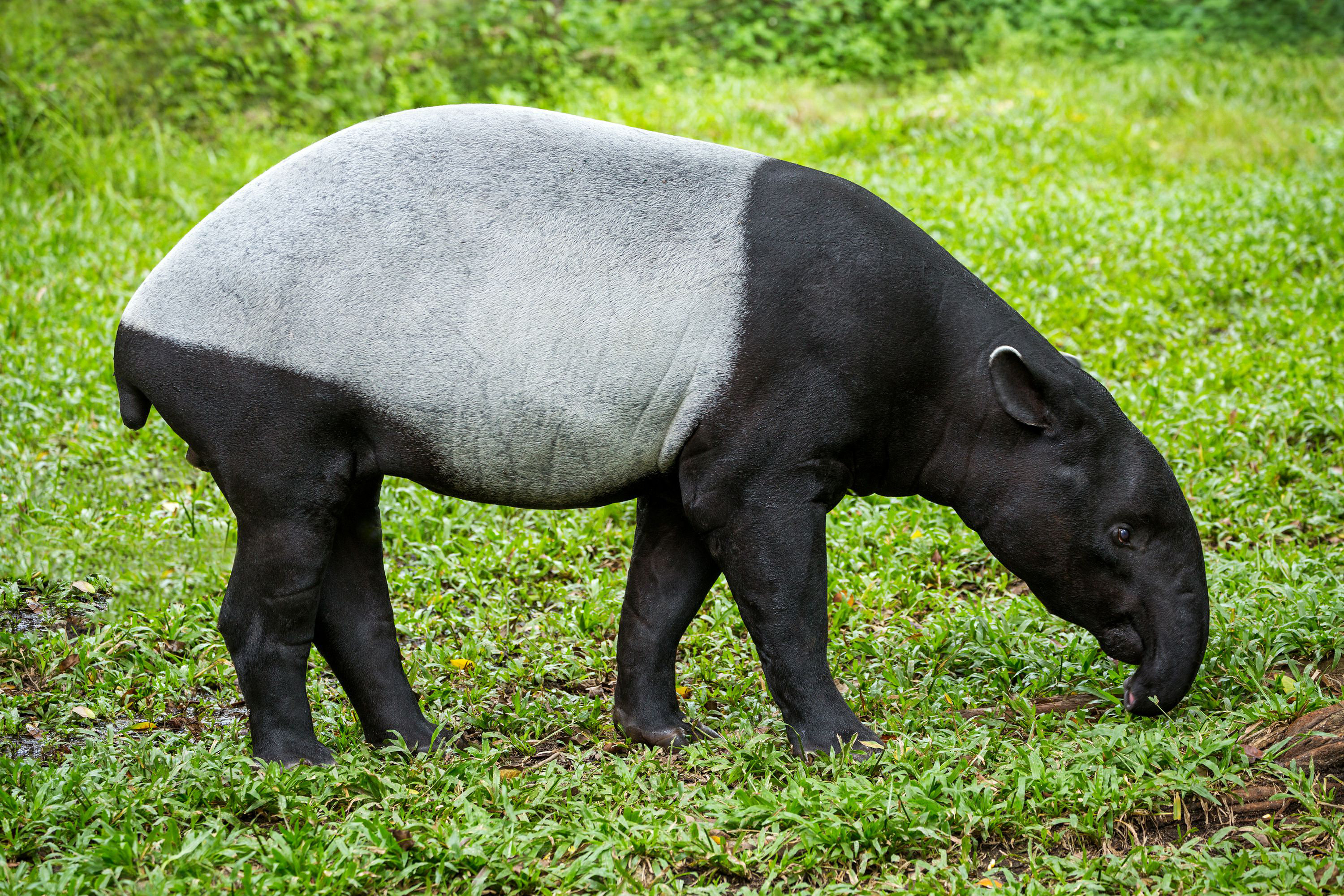 Millwood Pines Afshari Afshari Malayan Tapir (Tapirus Indicus) On ...