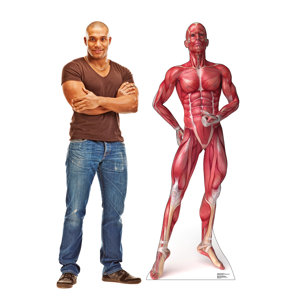 Advanced Graphics Anatomy Muscle System Cardboard Standup | Wayfair