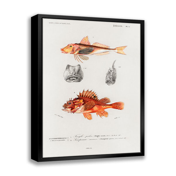 ATX Art Group LLC Natural History - Different Types Of Fish 3 by - on ...