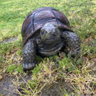 Hi-Line Gift Ltd. Turtle Statue & Reviews | Wayfair