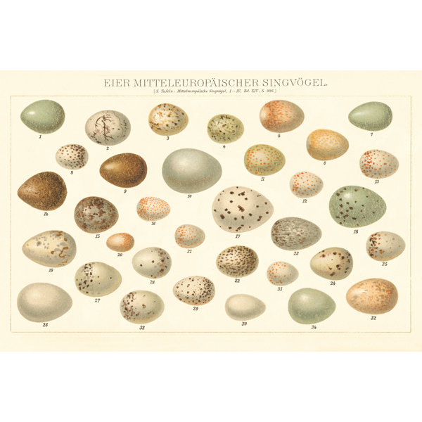 Maturi Song Bird Egg Chart V2 by Wild Apple Portfolio - Wrapped Canvas ...