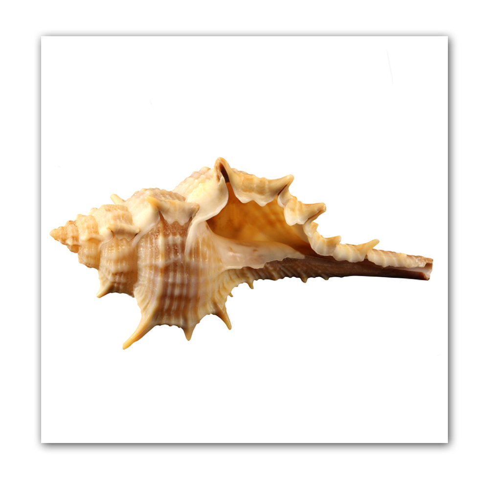 DecorumBY Sea Shell Horn Sea Shell Horn - Unframed Photograph | Wayfair