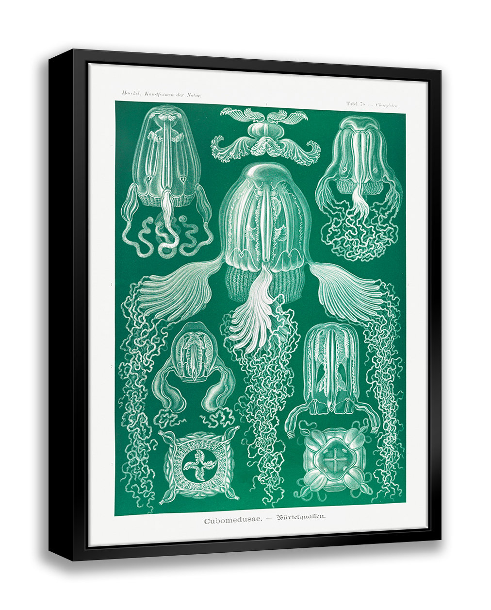 ATX Art Group LLC Cubomedusae–Würfelquallen By Ernst Haeckel by Stanley ...