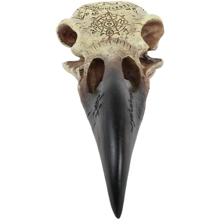Trinx Omega Alchemy Raven Crow Skull Figurine | Wayfair
