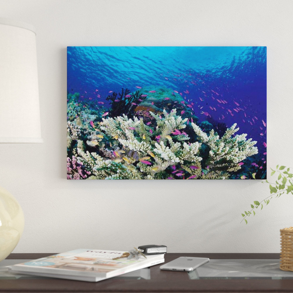 East Urban Home Yellow Stripe Anthias School Swimming Around Hard Coral, Milne Bay, Papua New ...