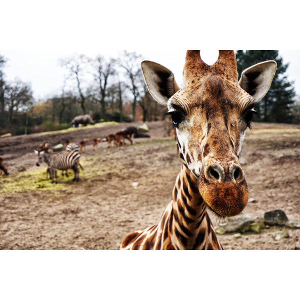 Ebern Designs Curious Giraffe Face - Wrapped Canvas Photograph | Wayfair