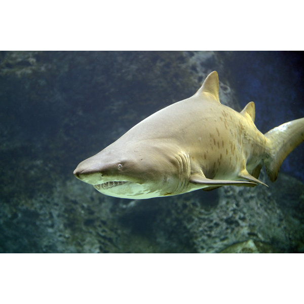 Highland Dunes Sand Shark by - Wrapped Canvas Photograph | Wayfair
