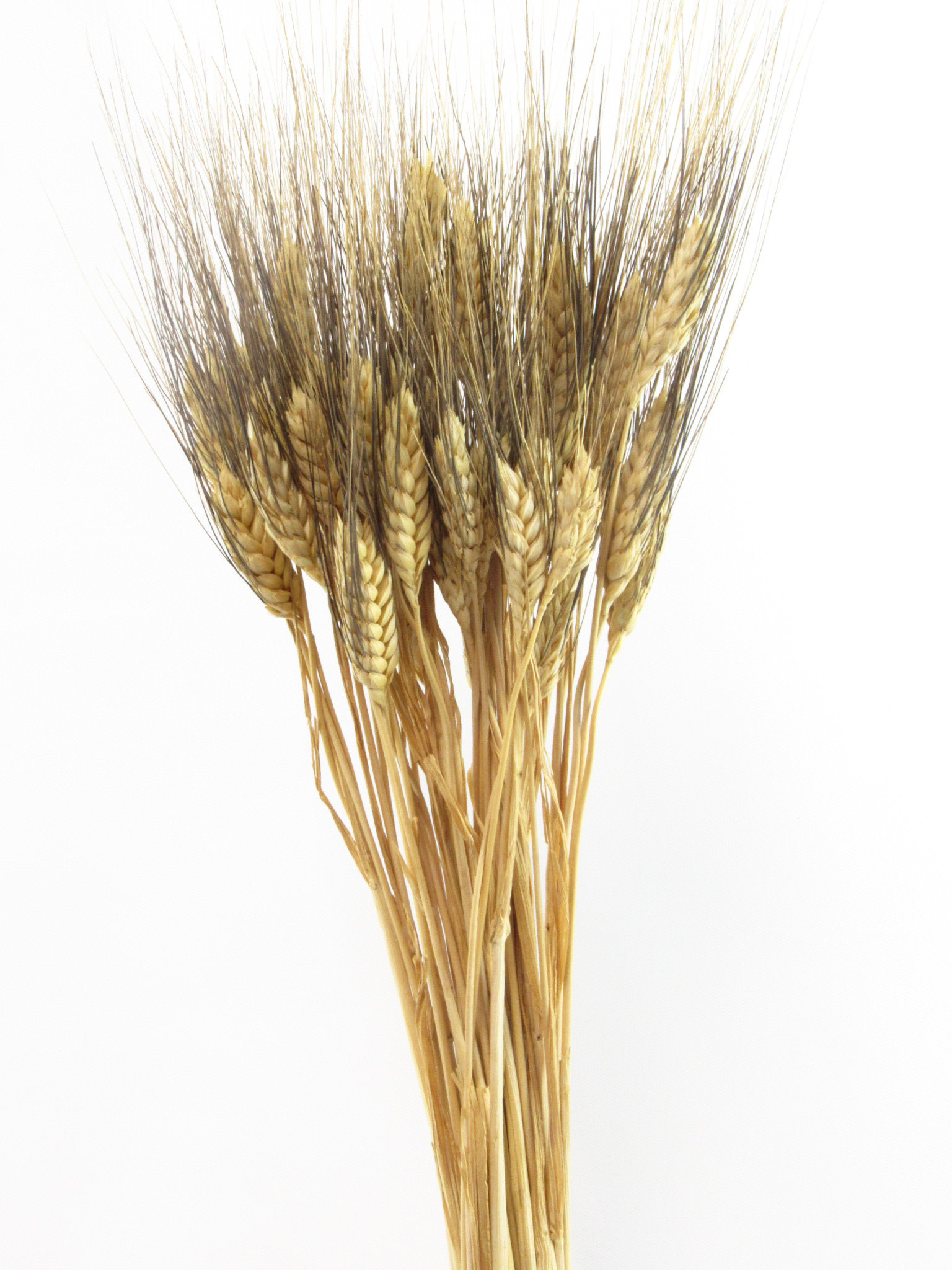 Primrue BLACK BEARDED WHEAT BUNCH | Wayfair