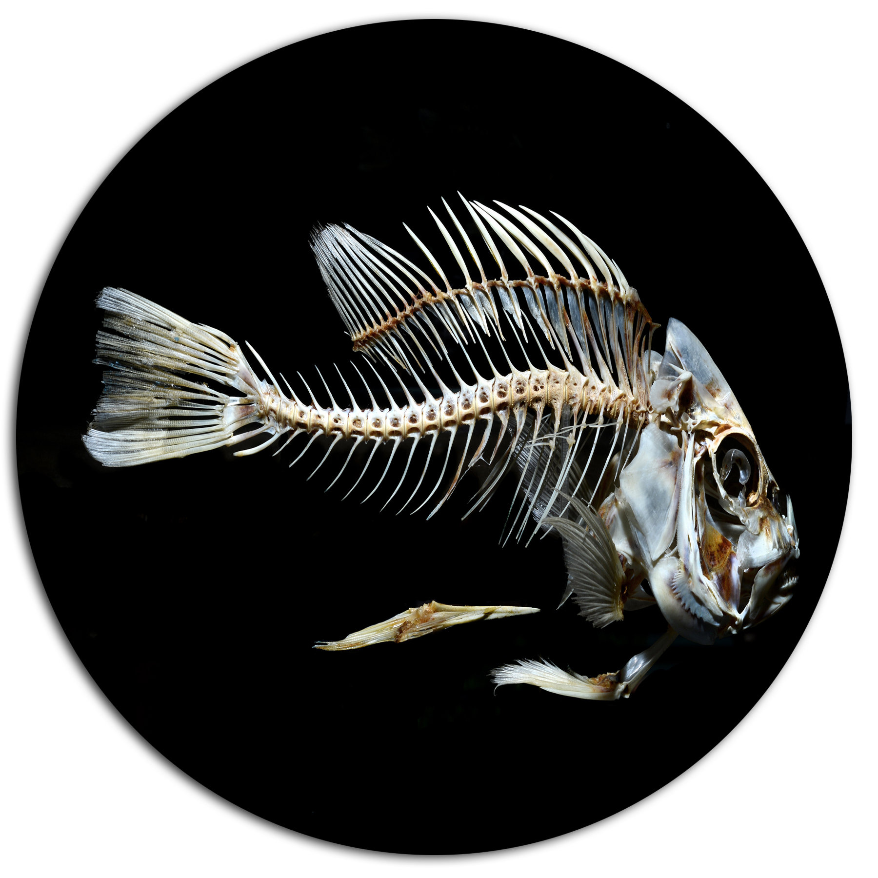 Fish Skeleton Labeled
