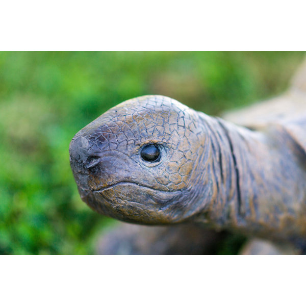 Hi-Line Gift Ltd. Large Turtle Statue & Reviews | Wayfair