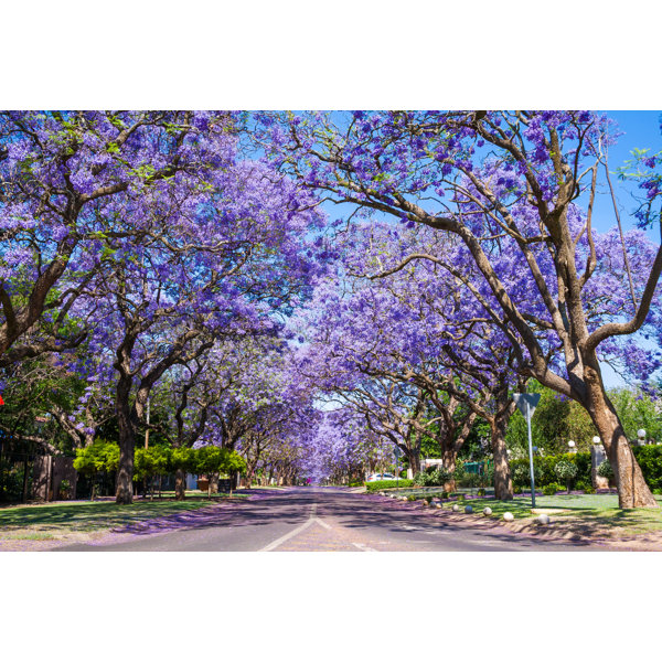 Winston Porter Jacaranda Trees - Wrapped Canvas Print | Wayfair