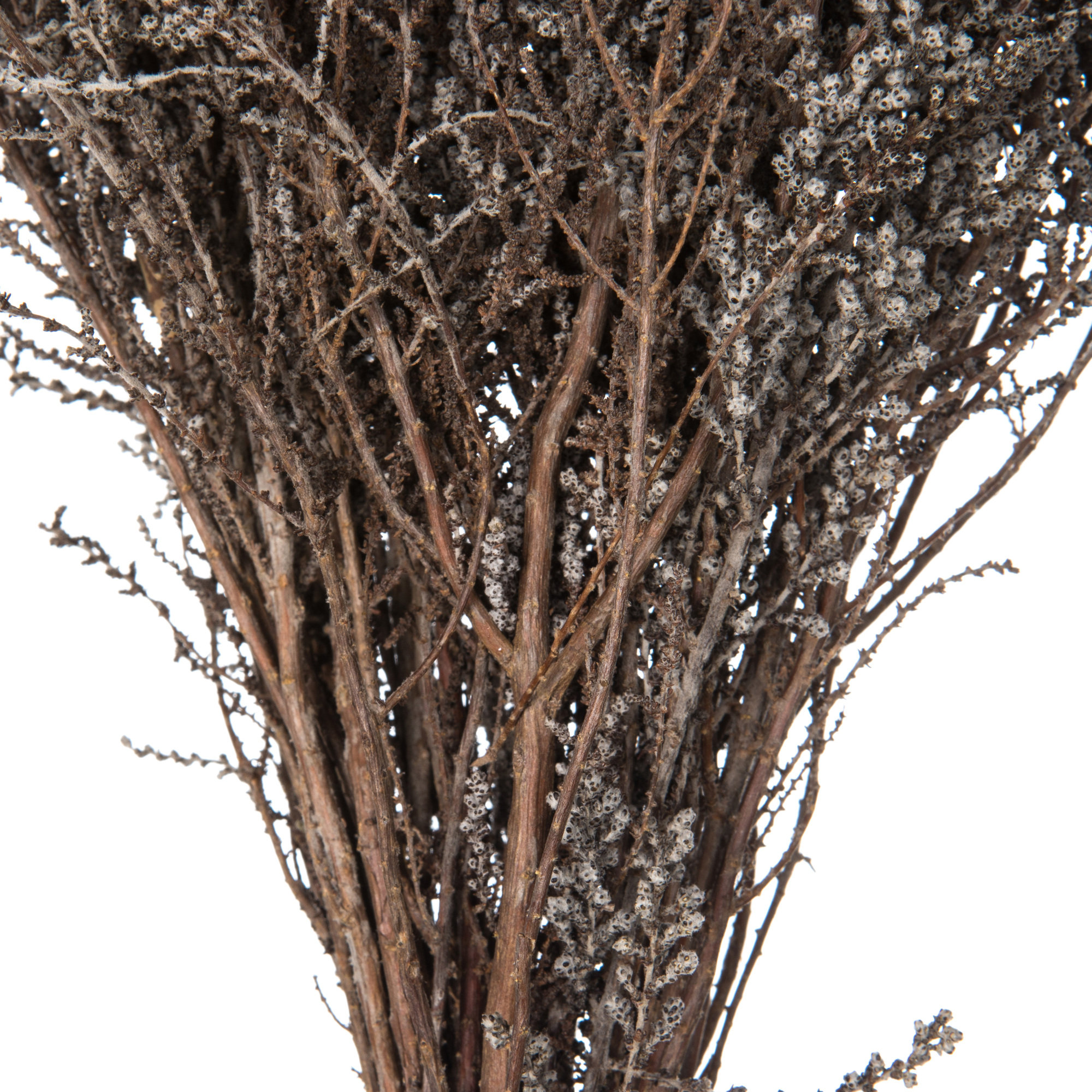 Primrue All Natural Stoebe Bundle, Preserved 14"-18" Stoebe Bundle ...