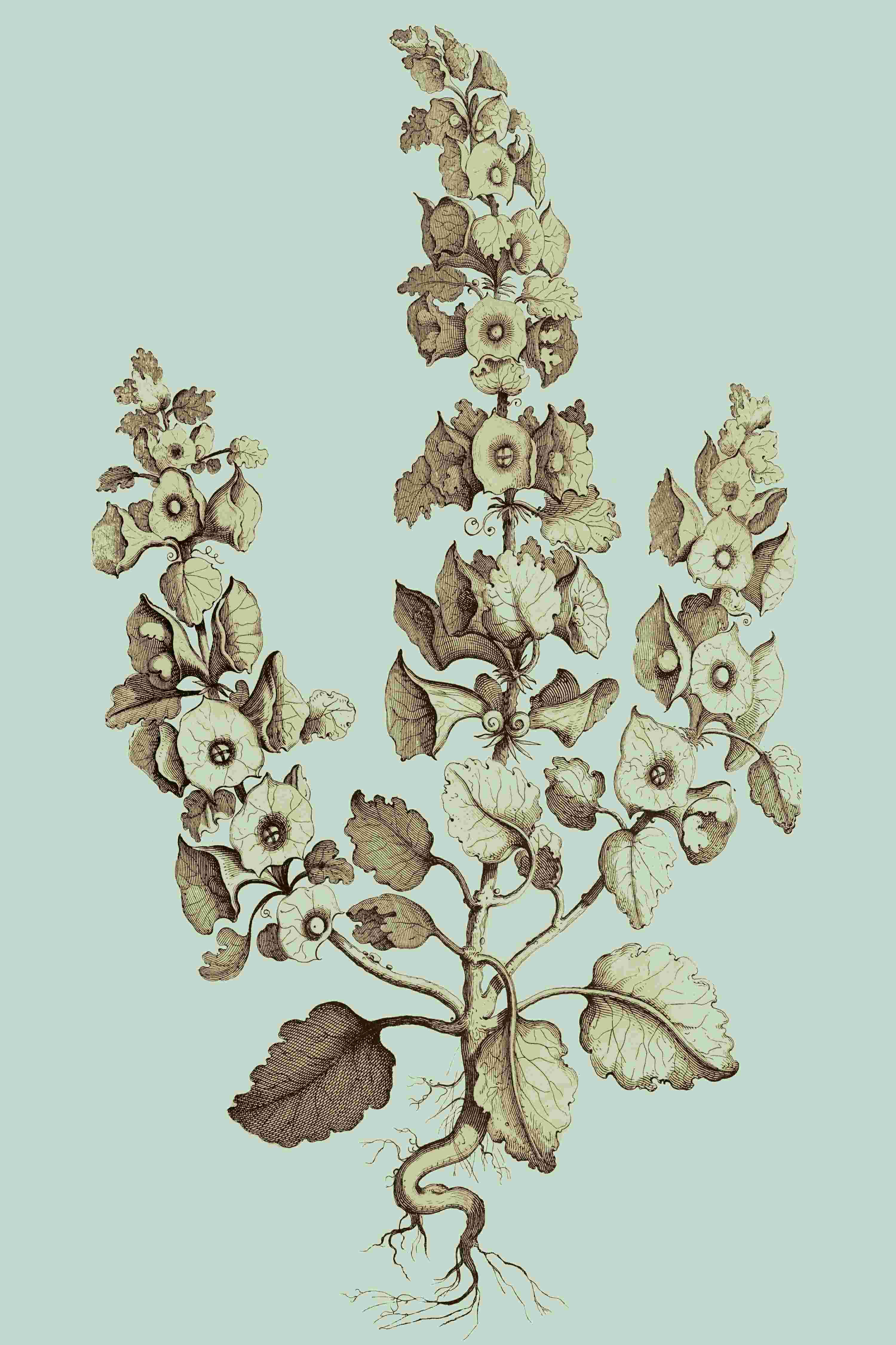 Red Barrel Studio® Imperial Munting II by Abraham Munting - Wrapped ...