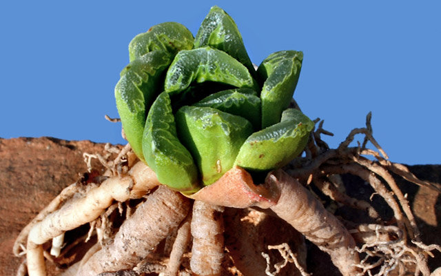 Succulent Gardening Tips and Tricks | Wayfair